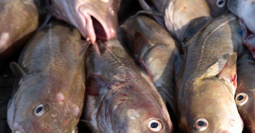 Study on genetics for fish traceability | News | World Fishing