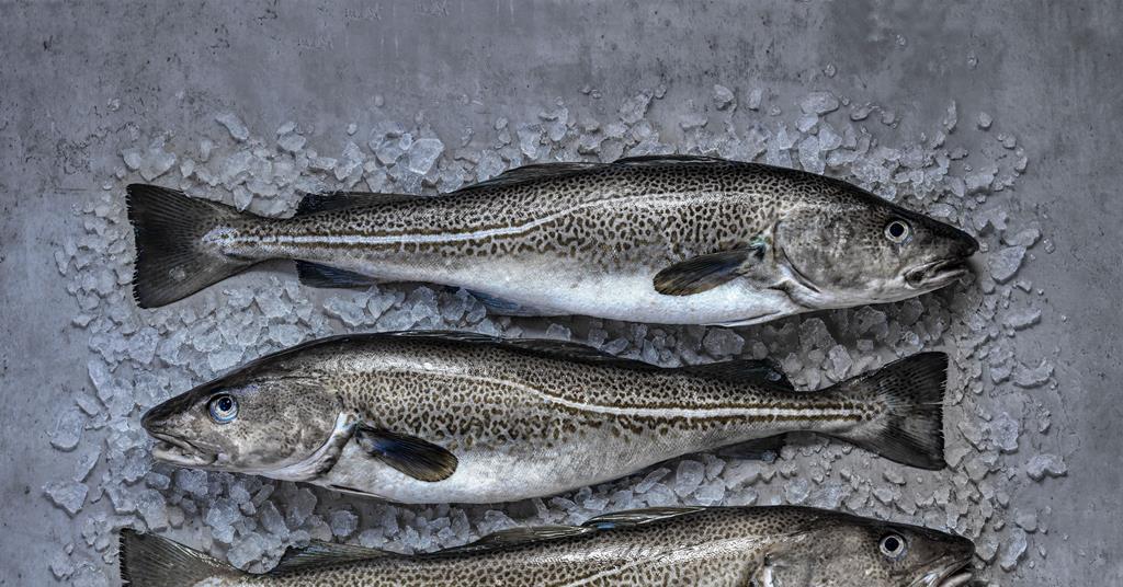 The 100% Fish initiative | News | World Fishing