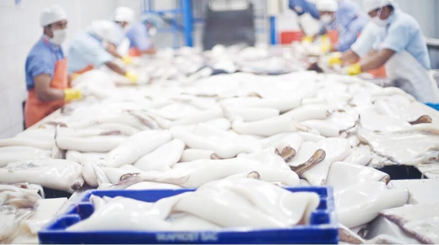 Peru lowers giant squid quota | News | World Fishing