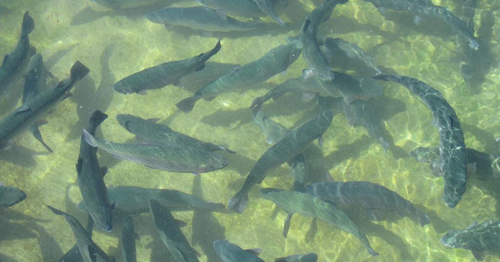 Bagci – an institution in Turkish trout farming | News | World Fishing