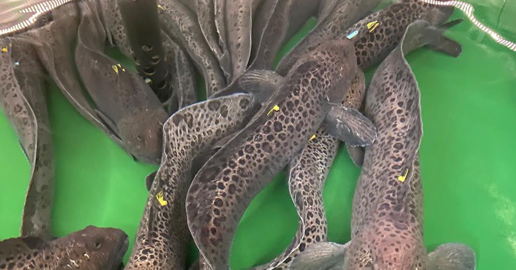 Norway pursues sustainable wolffish farming | News | World Fishing
