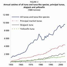 World tuna - a look from FAO | News | World Fishing