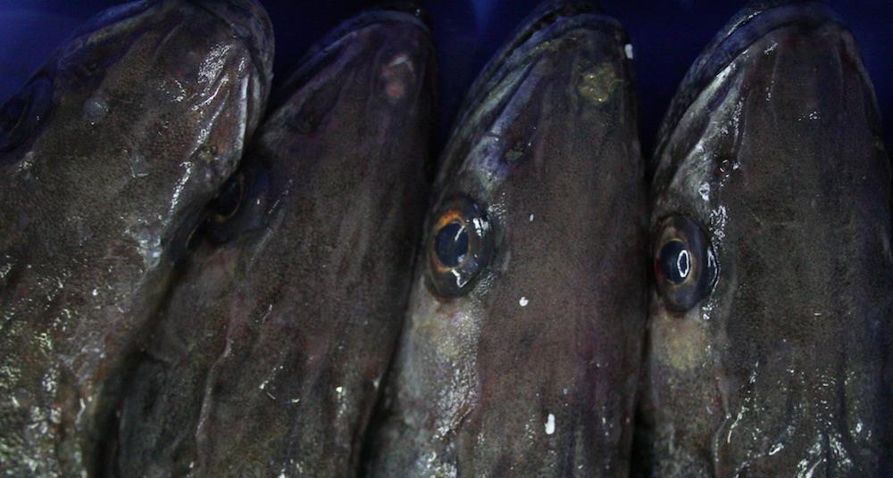 Fish quotas 'out of kilter' says study | News | World Fishing