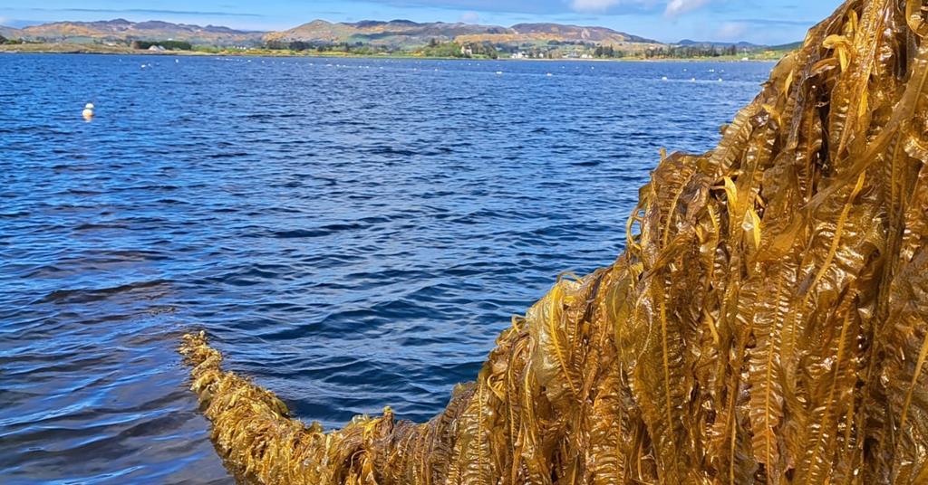 Seaweed boosts fashion’s eco credentials | News | World Fishing