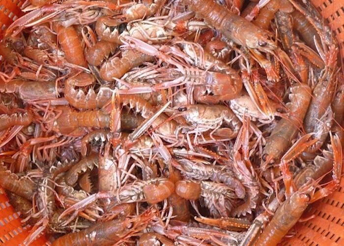 Working group promotes Scottish langoustine | News | World Fishing