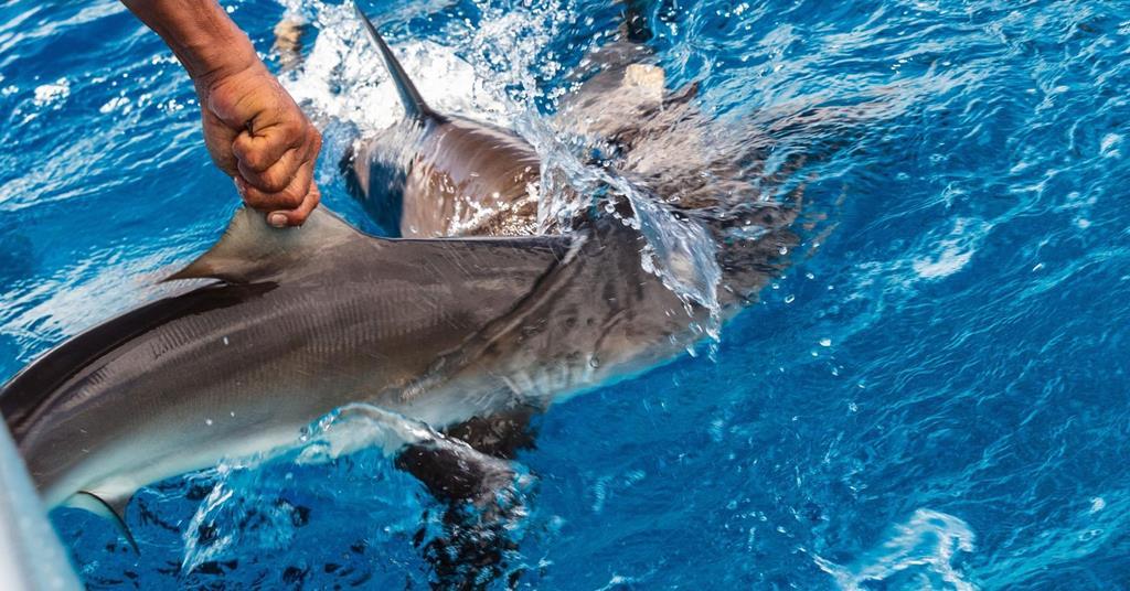 Brussels calls for evidence on a potential ban on sales of loose shark ...