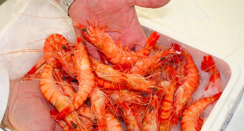 Smart feeding boosts shrimp farms | News | World Fishing
