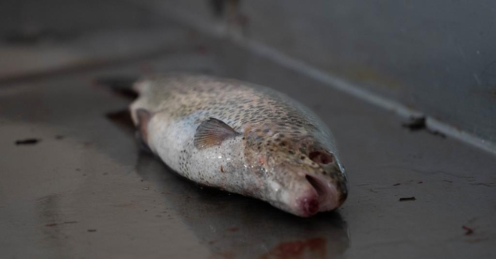 VIDEO: Shocking cruelty uncovered in EU fish farms | News | World Fishing