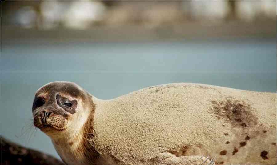 Irish minister announces €10,000 grant to Irish Seal Sanctuary | News ...