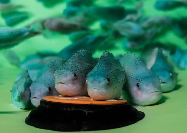 New markets for lumpfish to be explored | News | World Fishing