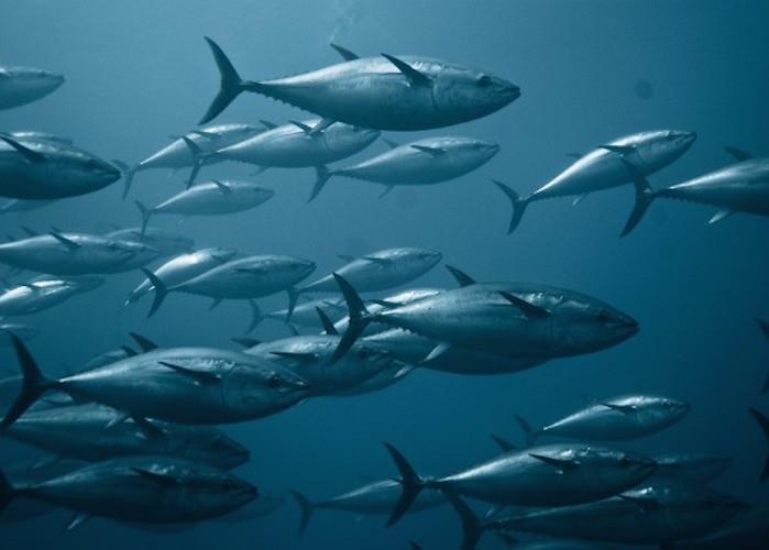 Cepesca urges action on illegal tuna trade | News | World Fishing