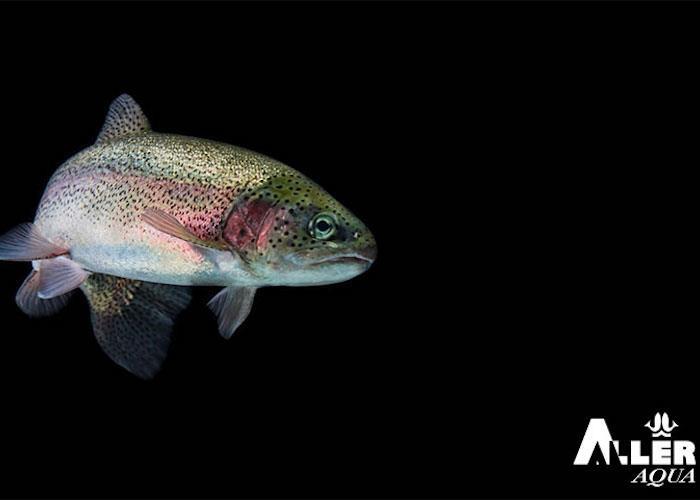 New feed concept promotes growth and survival | News | World Fishing