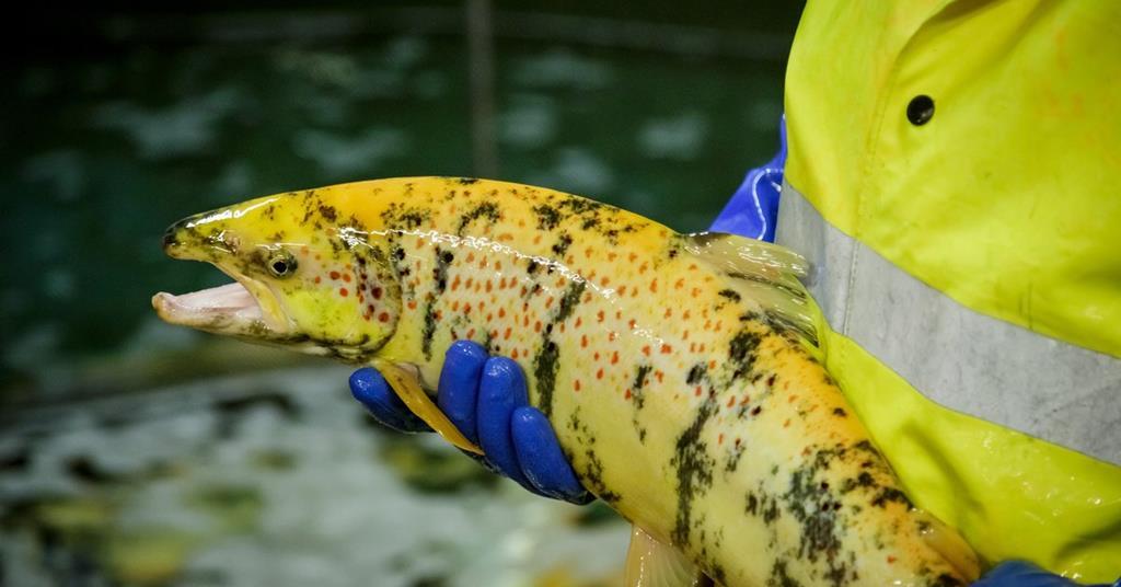 GM salmon evaluated | News | World Fishing