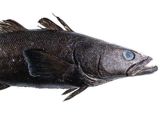 Update on Ross Sea longline toothfish fishery | News | World Fishing