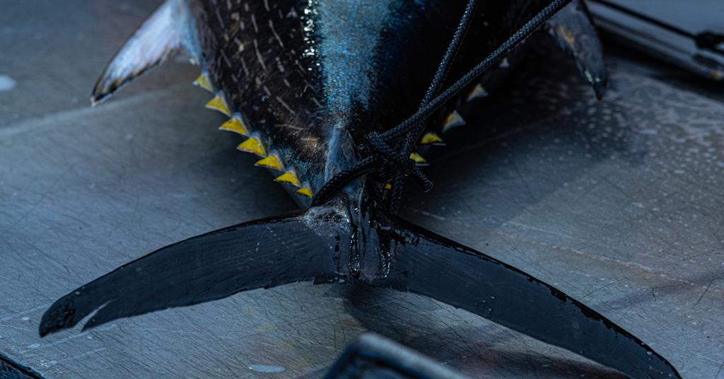 Opinion: How Pacific bluefin tuna’s woes were reversed | News | World ...