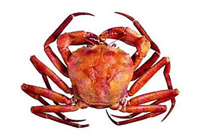 Red crab catch limits | News | World Fishing