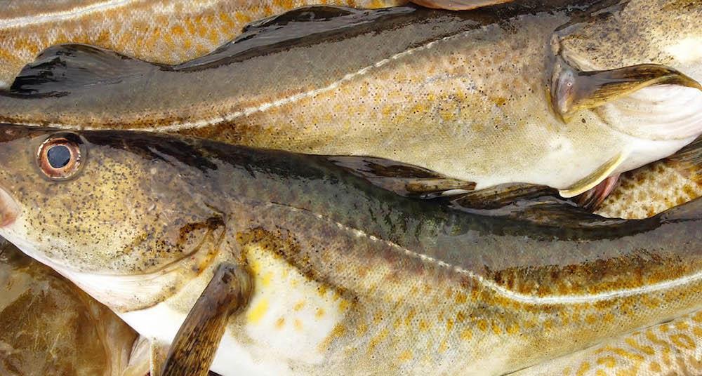 Cod rebounds as investors back Norcod | News | World Fishing