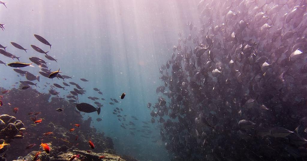 BAP certification nears 1,700 | News | World Fishing