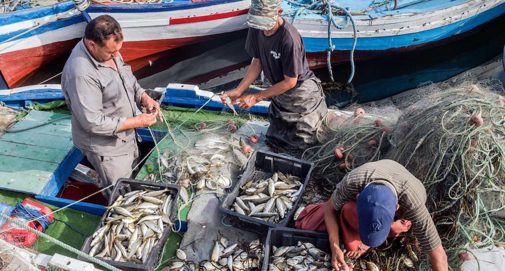 FAO targets Mediterranean sustainability | News | World Fishing