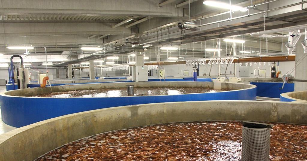 New RAS system from AquaMaof | News | World Fishing