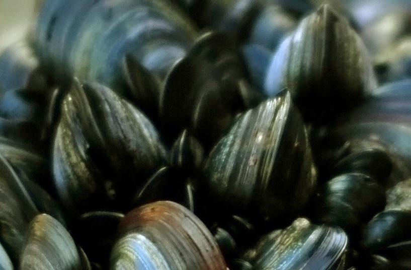 Newfoundland mussel plant earns BAP certification | News | World Fishing