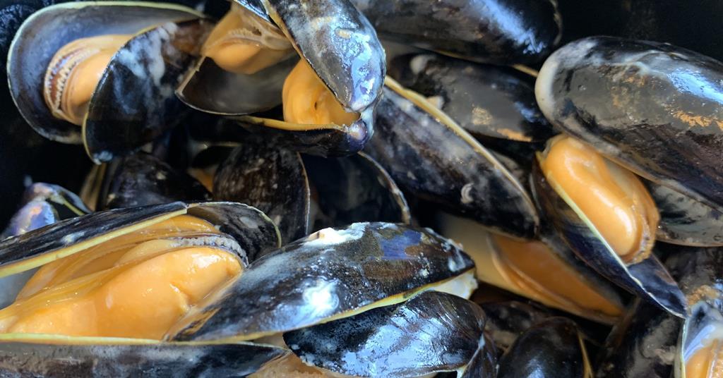 Red tape has UK shellfish aquaculture in a bind | News | World Fishing