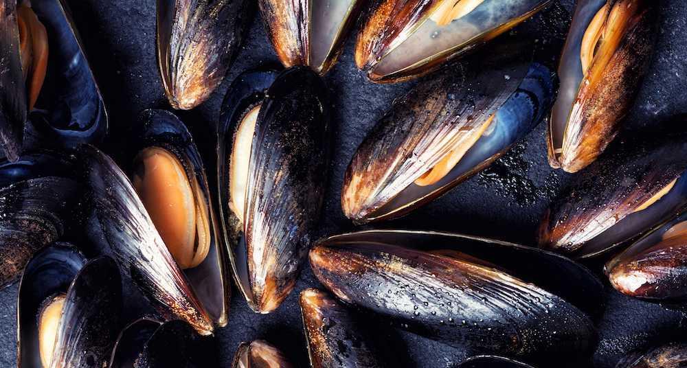 Study looks at mussel shell breakage | News | World Fishing