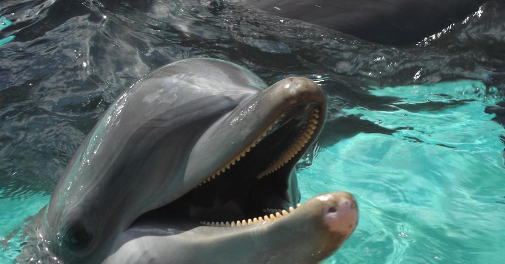 EII releases Annual Report on Dolphin Safe tuna | News | World Fishing