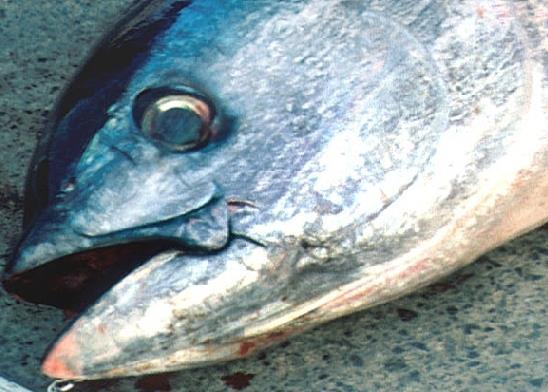 European Commission proposes that EU supports tuna ban | News | World ...