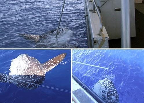 Ocean sunfish sampling | News | World Fishing