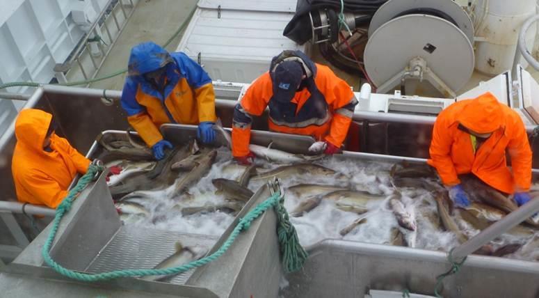 SINTEF’s automatic catch handling project | News | World Fishing