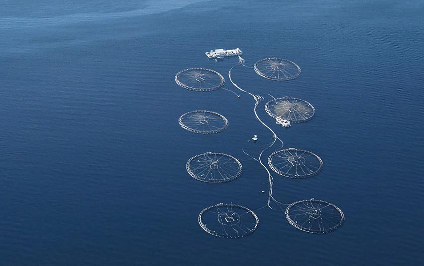 NZ ocean farming first | News | World Fishing