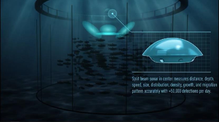 Optimar focuses on fish health with new range of products | News ...