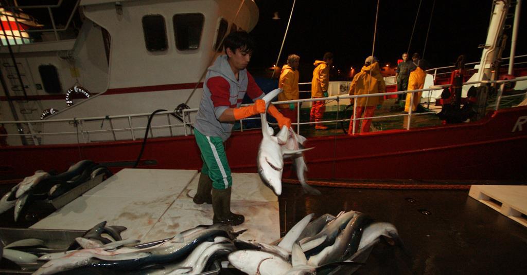 EC praised for shark fin trade stance | News | World Fishing