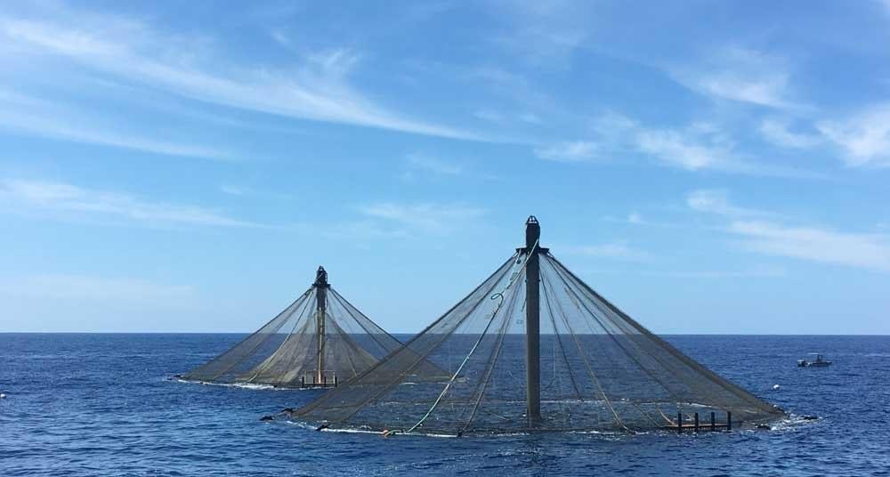 Namibian salmon go-ahead | News | World Fishing