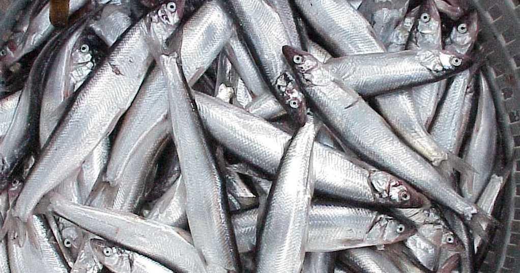 NOAA lists Pacific smelt as threatened | News | World Fishing