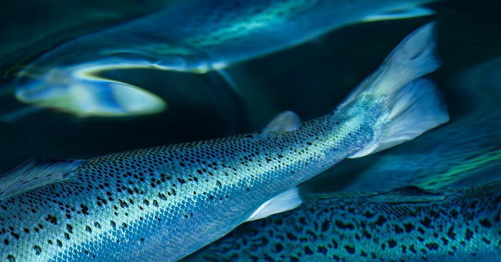 Salmon Evolution sells shares to fund expansion | News | World Fishing