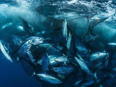PNA starts tuna recertification | News | World Fishing