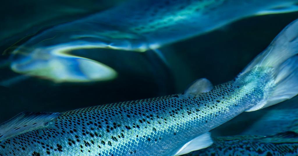 Salmon Evolution sells shares to fund expansion | News | World Fishing