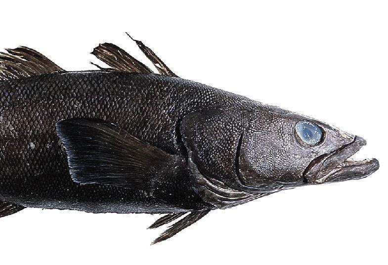 MSC certification of Ross Sea toothfish challenged | News | World Fishing
