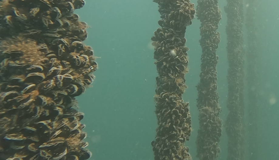 Mussel farm bringing shellfish reefs back to Devon’s seabed | News ...