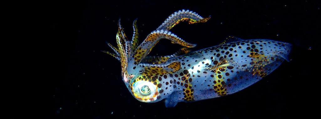 Squid aquaculture breakthrough | News | World Fishing