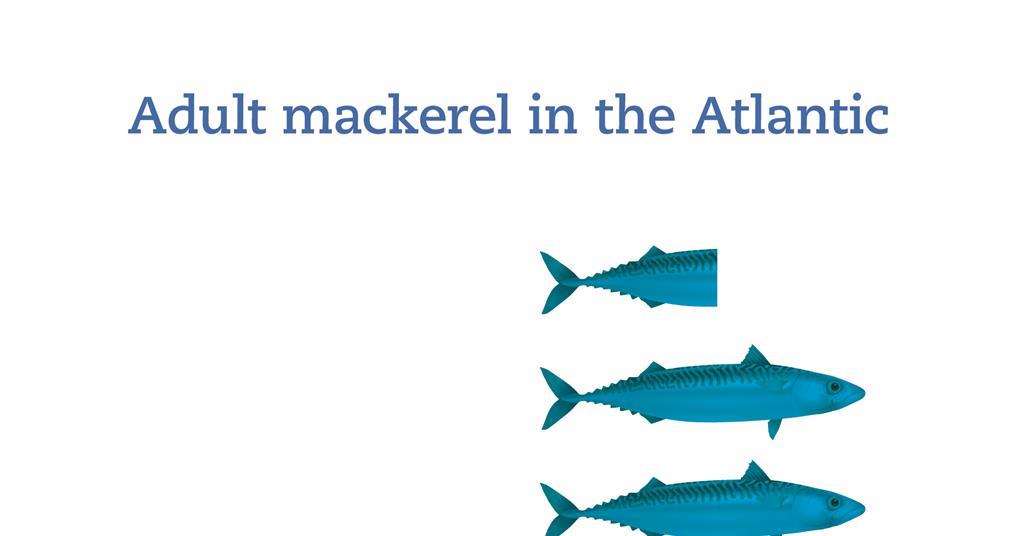 UK mackerel stocks at a 26-year high | News | World Fishing