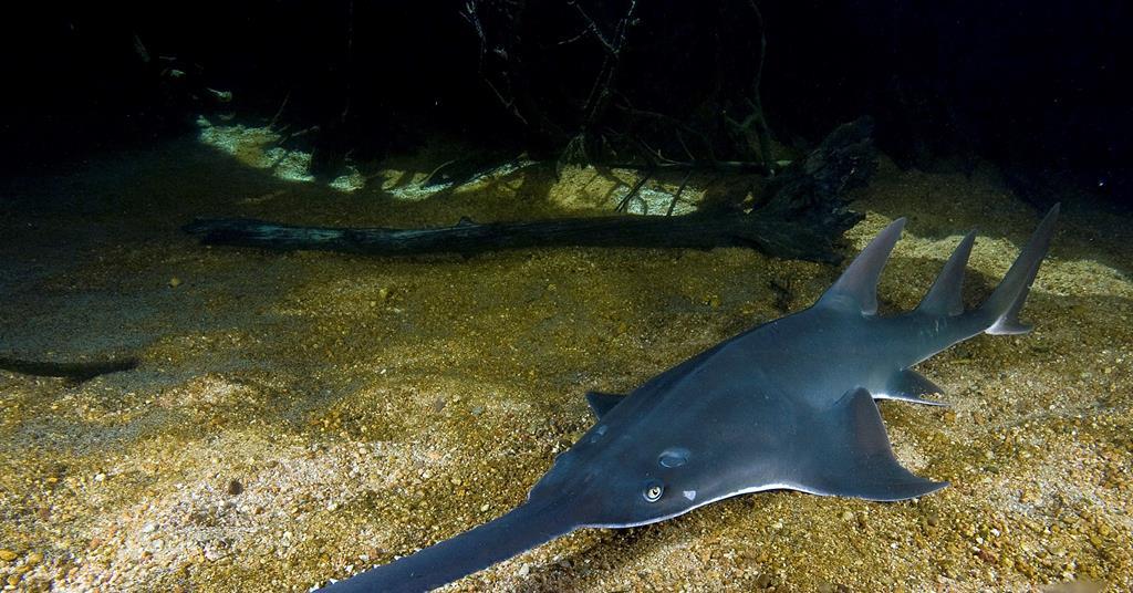 Endangered sawfish strategy | News | World Fishing