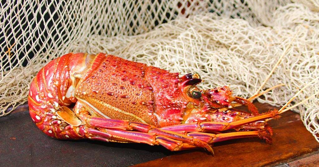 Rock lobster on a roll | News | World Fishing