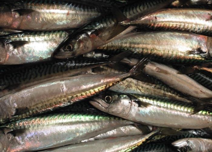 EU, Norway and Faroes reach agreement on NE Atlantic mackerel | News ...