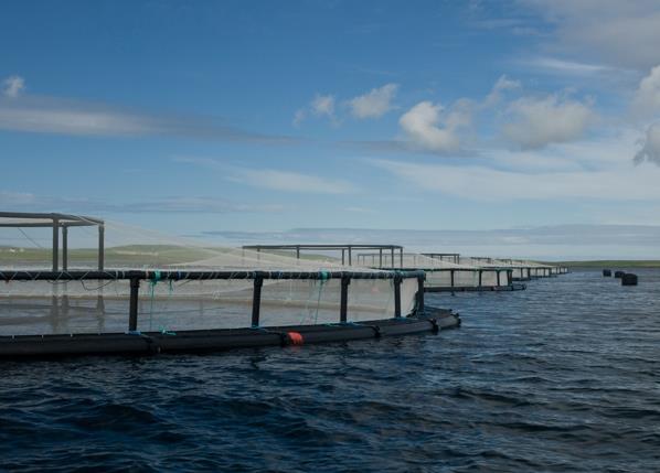 £480,000 investment in fish farm pens | News | World Fishing