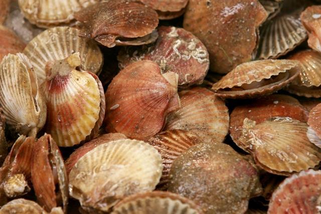 Shetland shellfish fisheries start MSC assessment | News | World Fishing