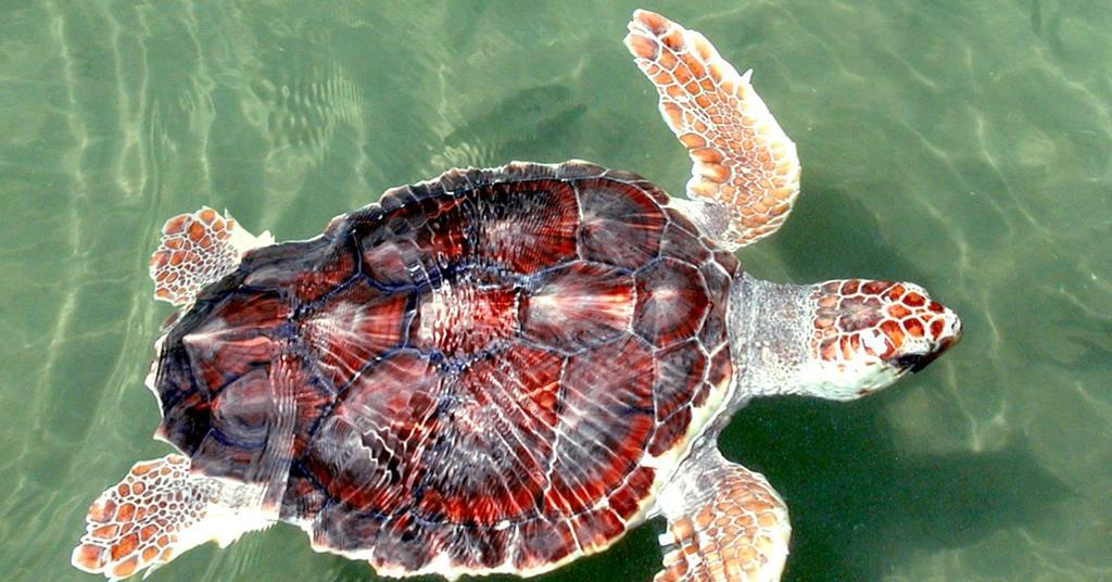 Loggerheads protected | News | World Fishing
