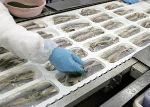 Billions invested in Russian fish farming | News | World Fishing